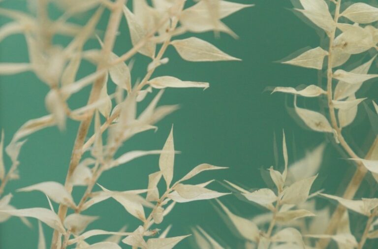 A Comprehensive Guide to the Mesmerizing Color of Sage Green | HipFonts