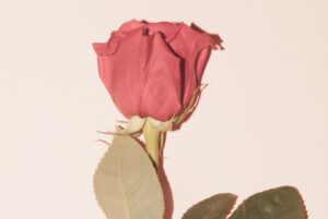 Why Everybody Loves Rose Gold: Its History, Symbolism, and Uses | HipFonts