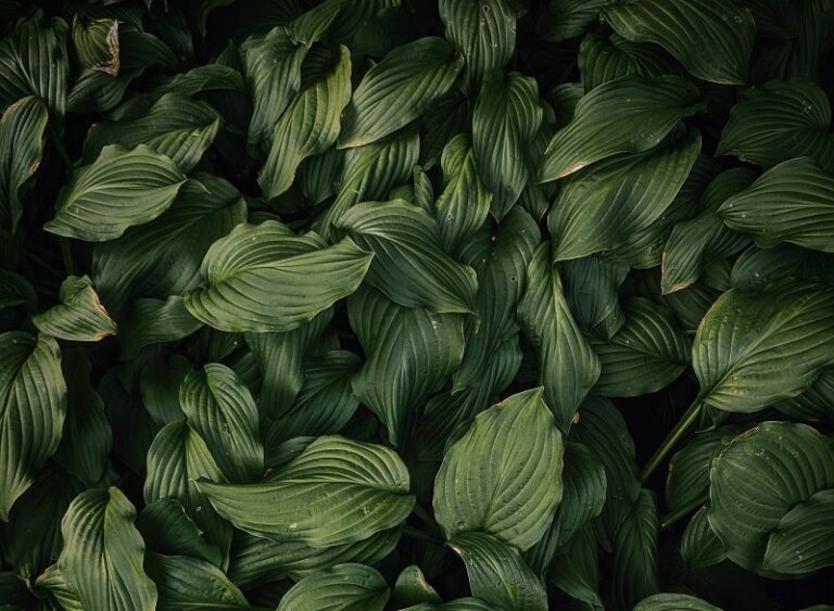 Into the Woods: Embracing the Rich and Elegant Hunter Green Color ...