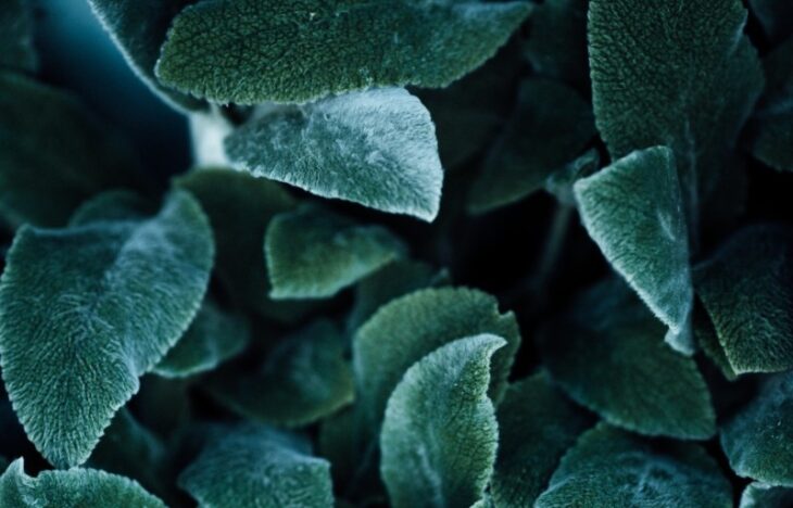 The History and Significance of Mint Color in Culture and Tradition ...