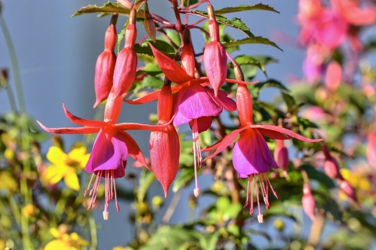 Fuchsia Color: Meaning, History, and Common Applications | HipFonts