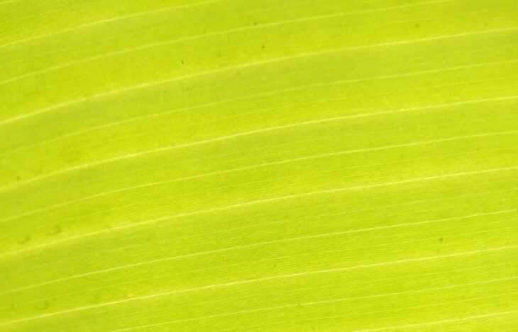 What Color Is Chartreuse? A Dive Into Its Appearance, Symbolism, and ...