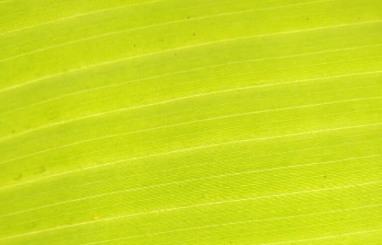 What Color Is Chartreuse? A Dive Into Its Appearance, Symbolism, and ...