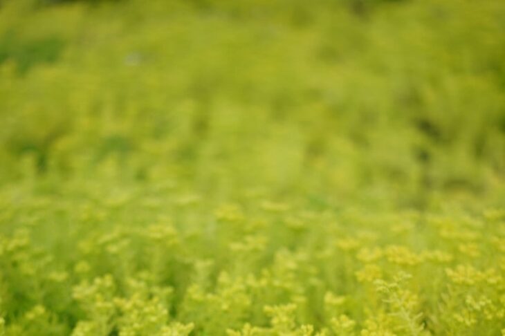 What Color Is Chartreuse? A Dive Into Its Appearance, Symbolism, and ...