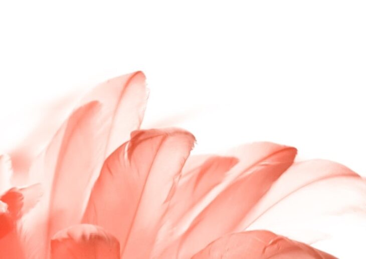 Salmon Color: A Guide on Its Meaning, Symbolism, and Applications ...