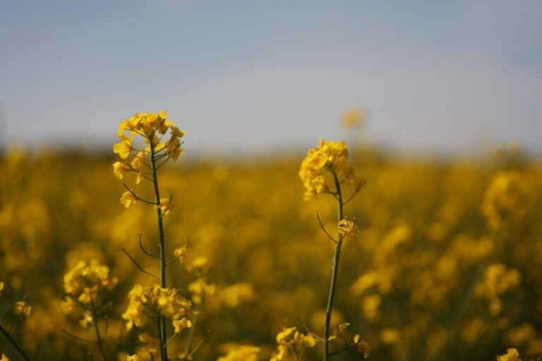 About Mustard Color – Appearance, History, Symbolism, and Use Cases ...