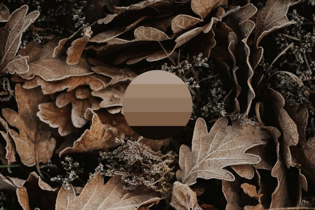 Autumnal Alchemy: 45 Color Palettes to Transform Your Designs | HipFonts