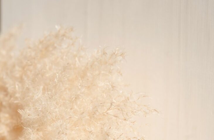 The Evolution of Cream Color and How It Earned Its Name in Contemporary ...